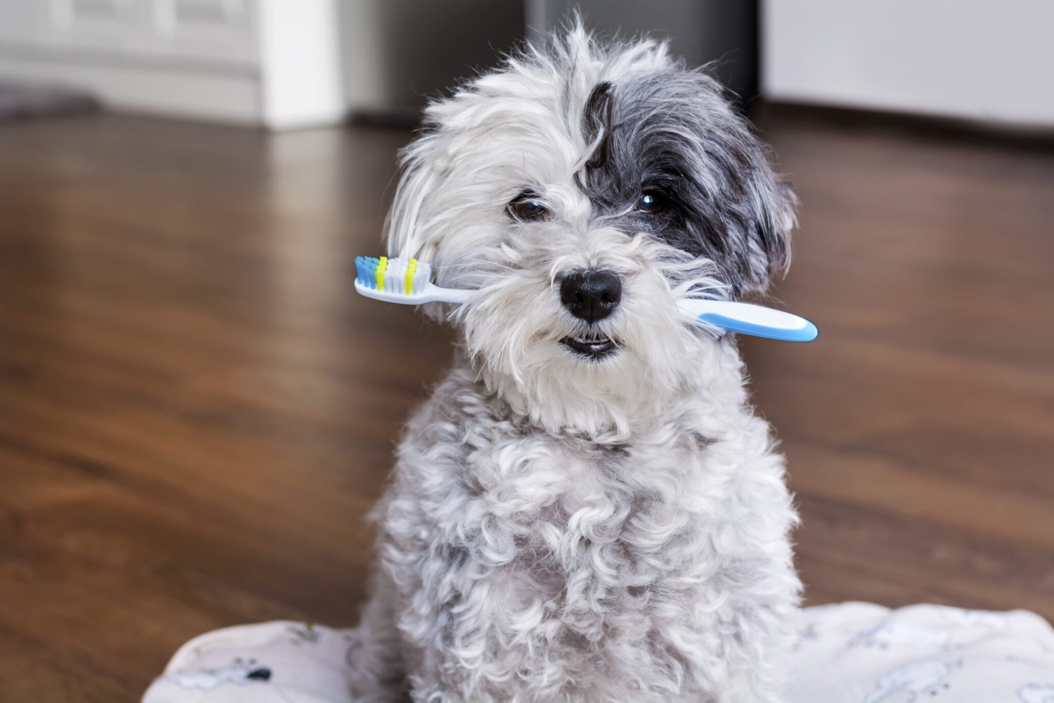 Animal Hospital | Palisades Veterinary Clinic | Washington DC
