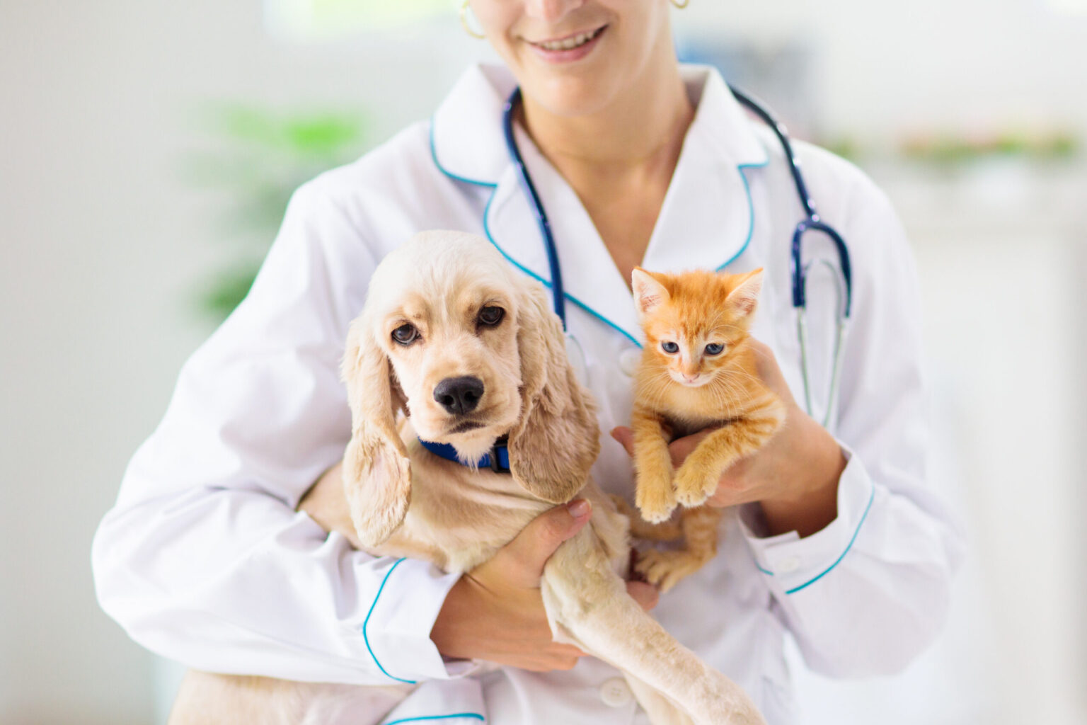 Animal Hospital | Palisades Veterinary Clinic | Washington DC