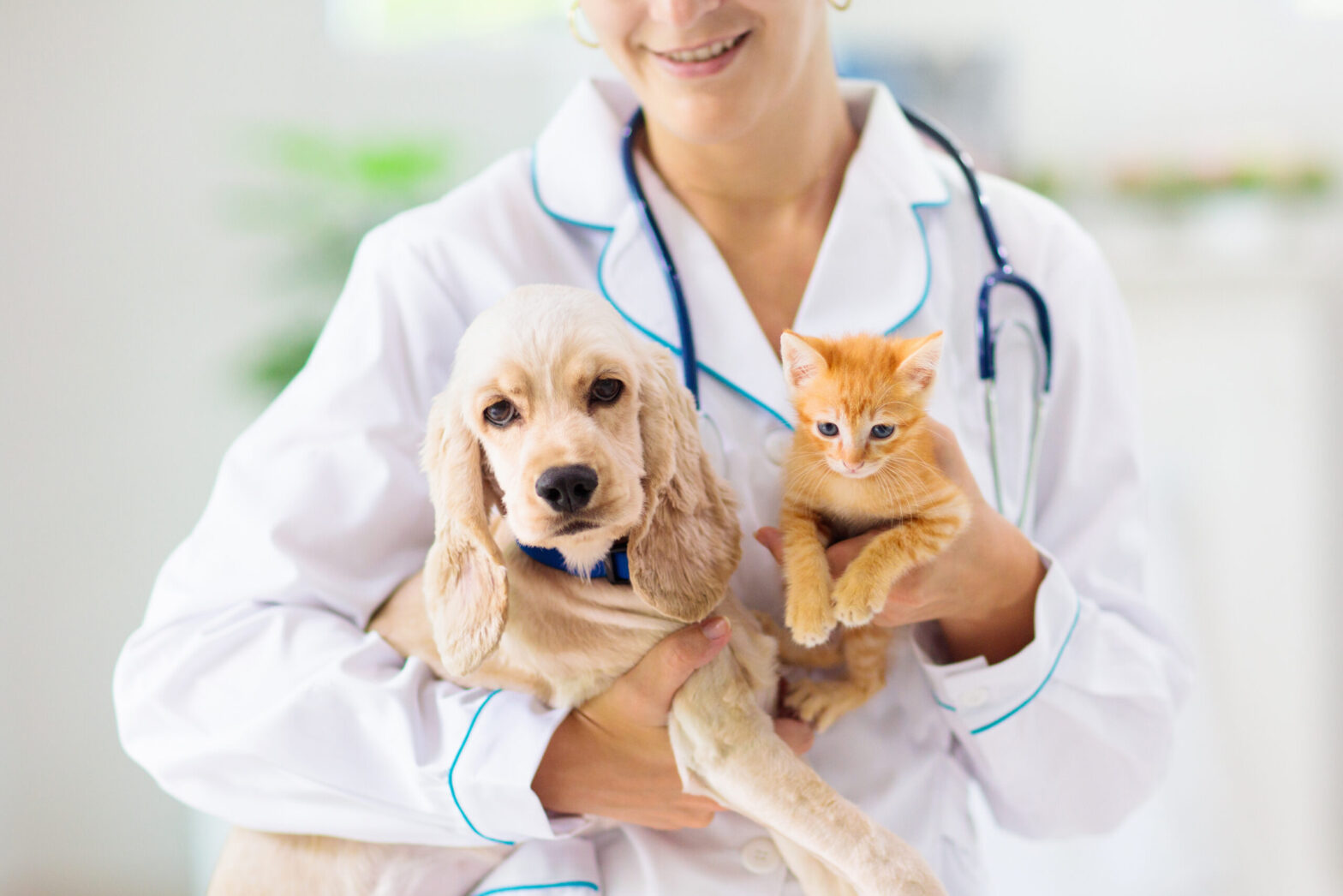 Animal Hospital | Palisades Veterinary Clinic | Washington DC