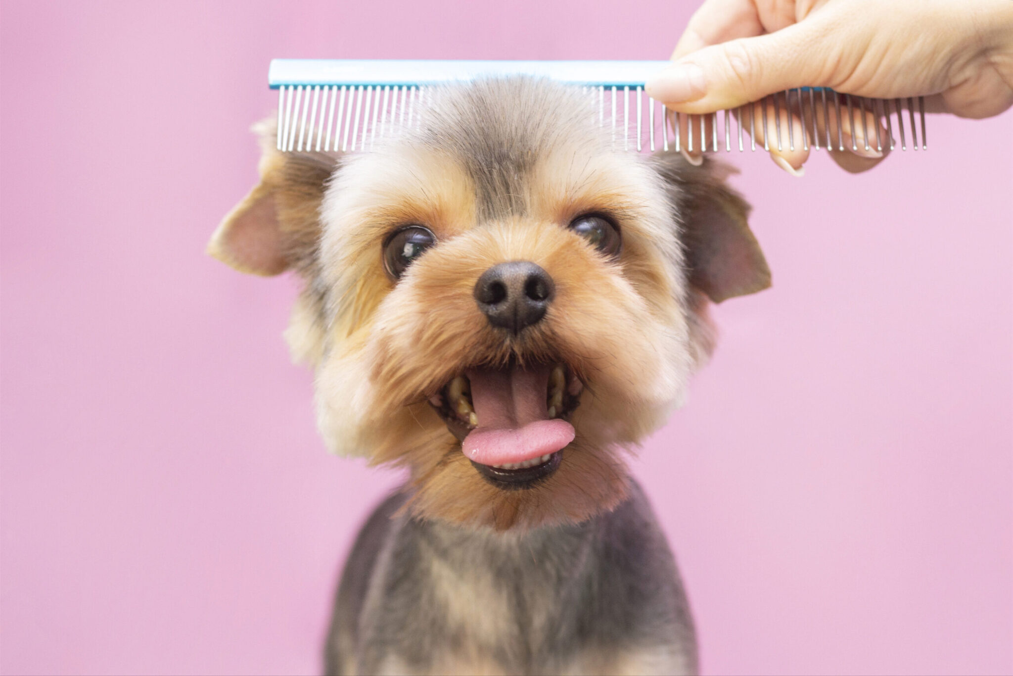 Animal Hospital | Palisades Veterinary Clinic | Washington DC