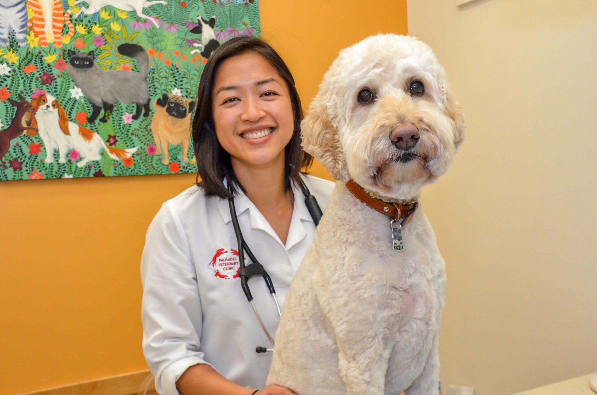 Animal Hospital | Palisades Veterinary Clinic | Washington DC