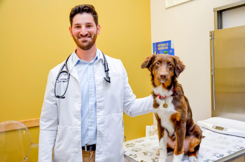 Animal Hospital | Palisades Veterinary Clinic | Washington DC