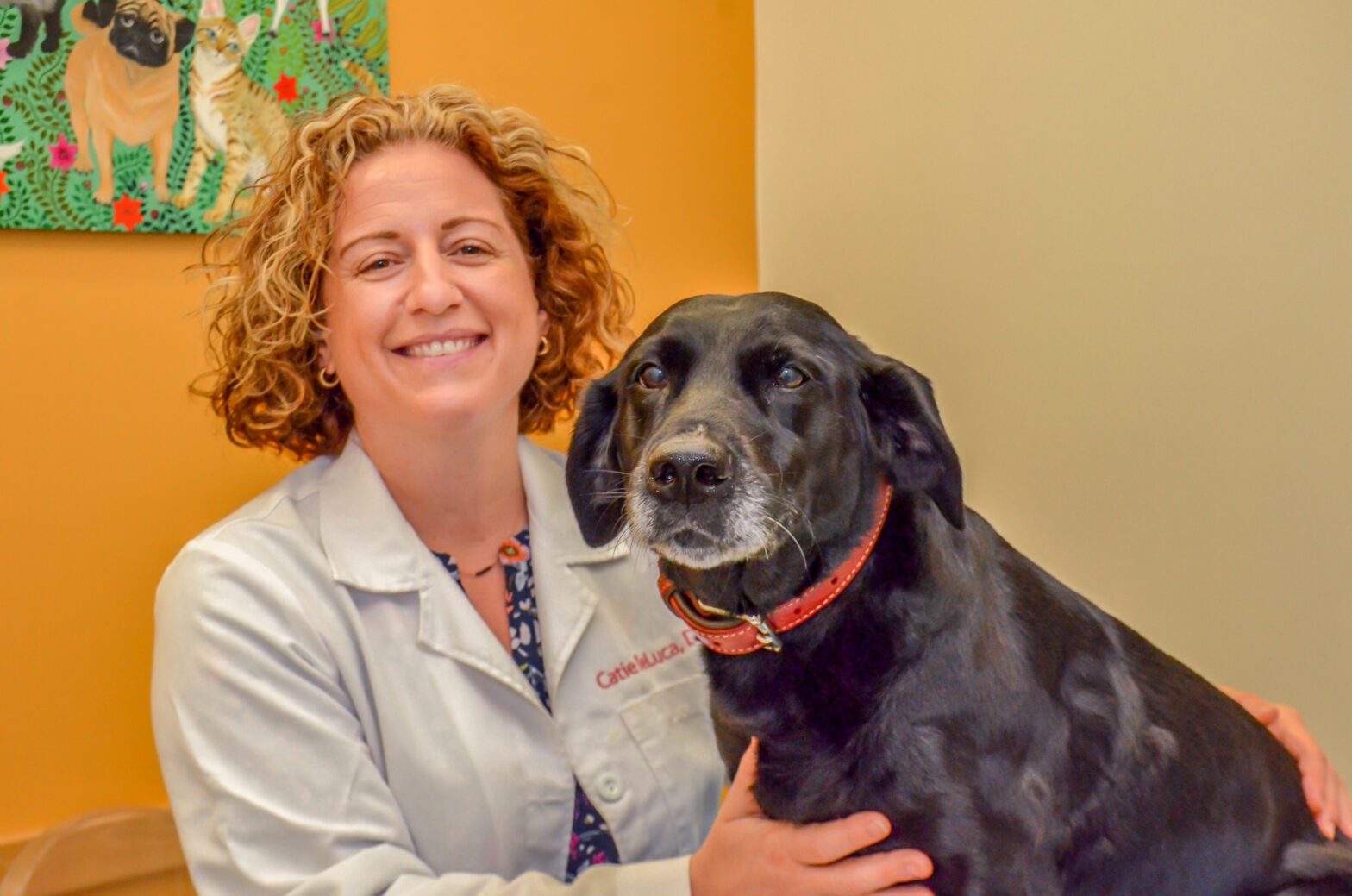 Animal Hospital | Palisades Veterinary Clinic | Washington DC