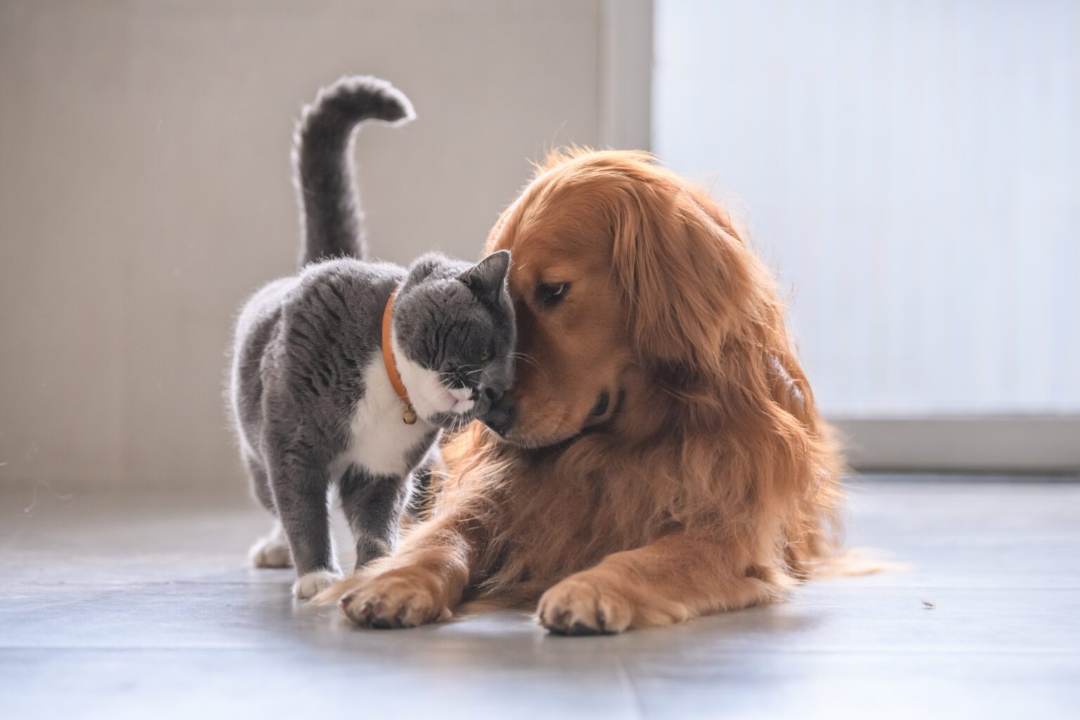 Animal Hospital | Palisades Veterinary Clinic | Washington DC