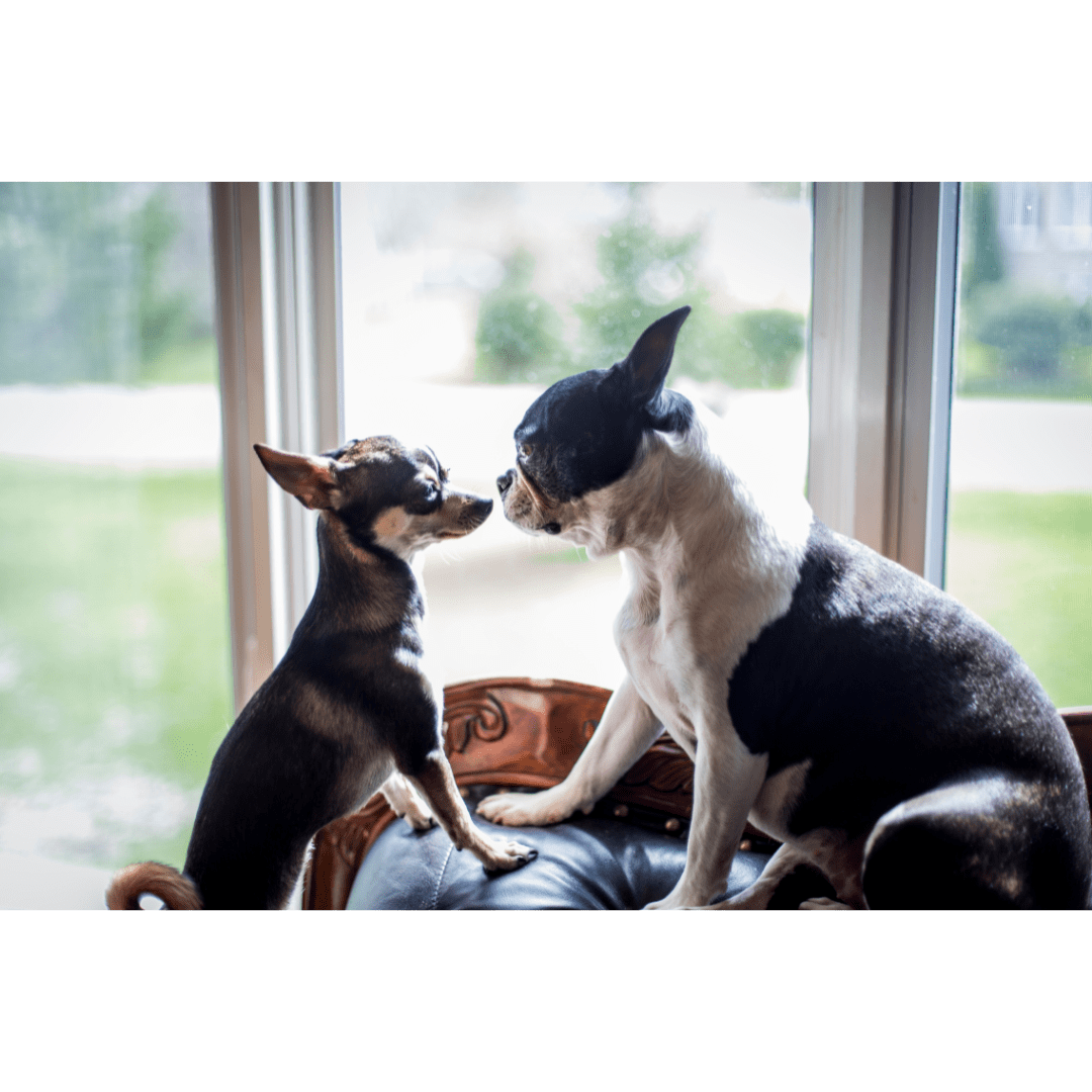 Referral Program | Palisades Vet Clinic